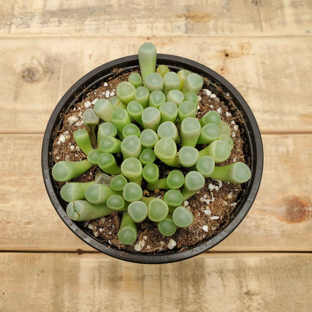 4" baby toes – Baker Garden and Gift