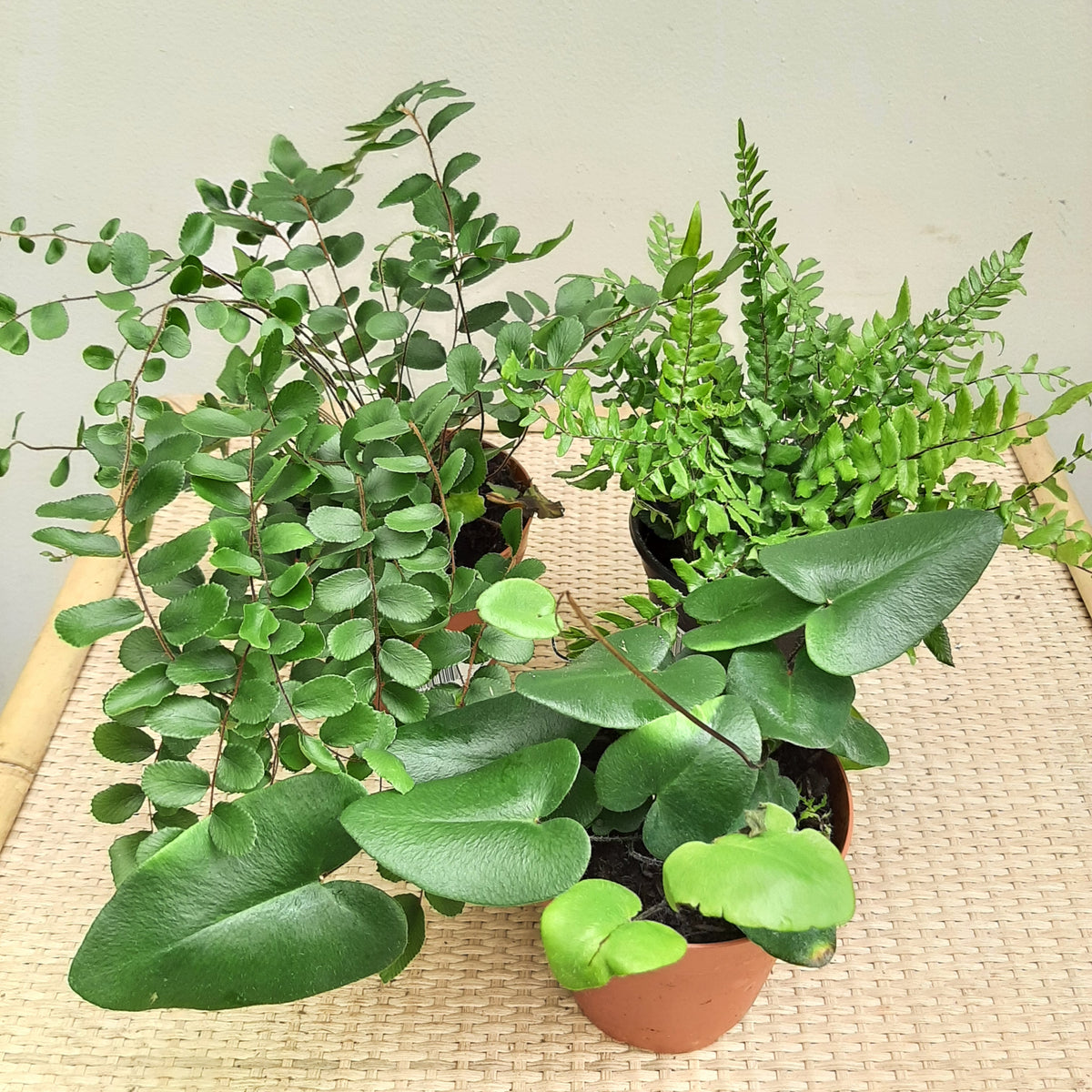 4" assorted fern – Baker Garden and Gift