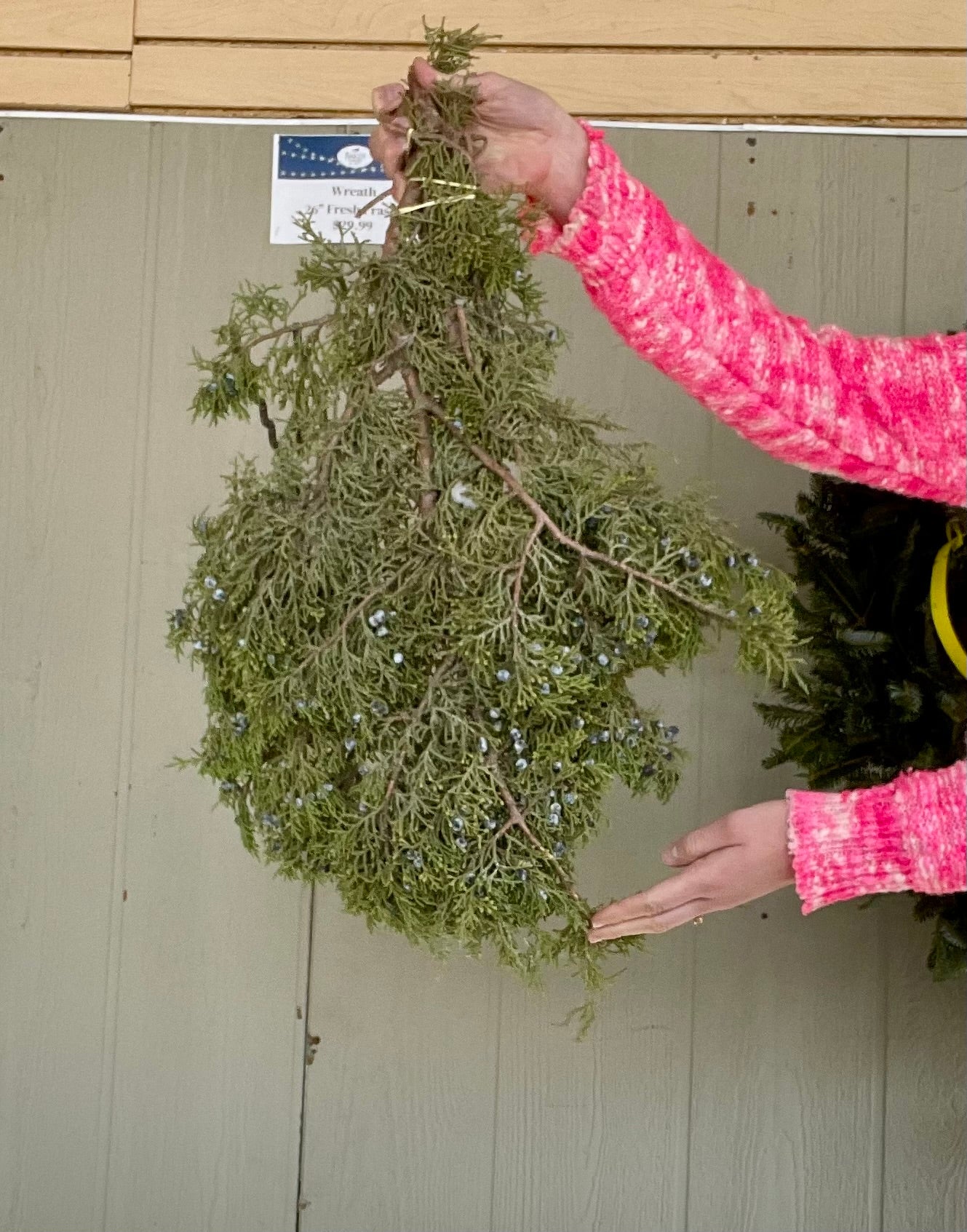 juniper blue tip bunch – Baker Garden and Gift