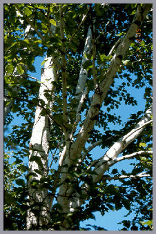 birch asian white prairie vision – Baker Garden and Gift