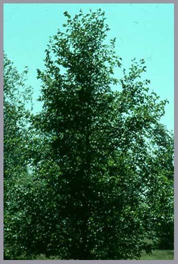 5' alder prairie horizon – Baker Garden and Gift