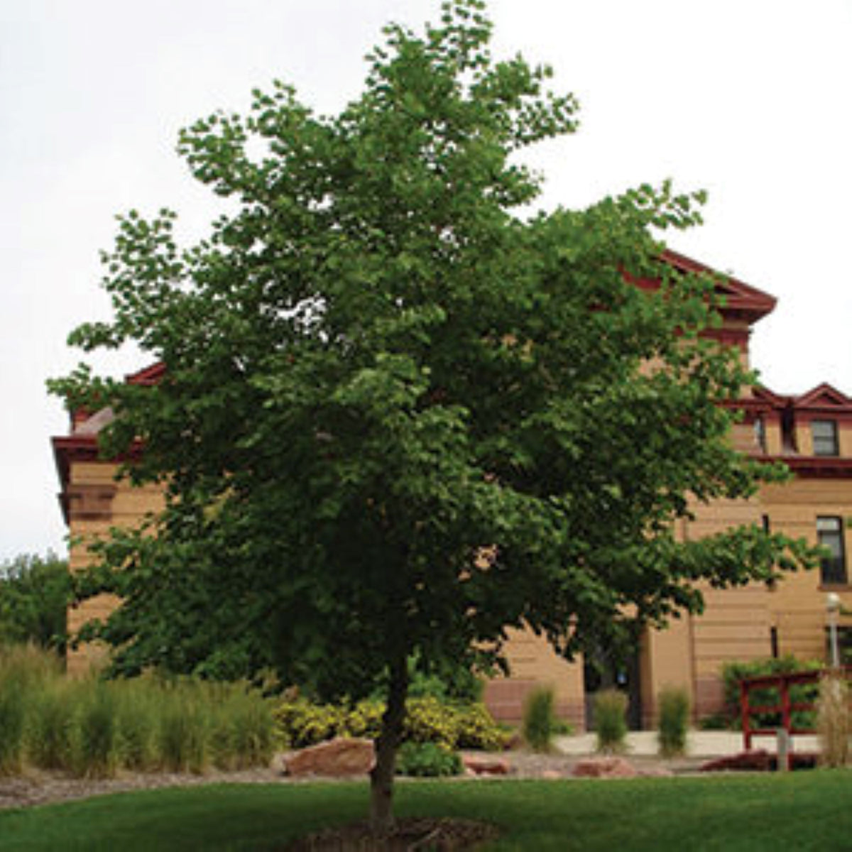 alder prairie horizon 10 gal – Baker Garden and Gift