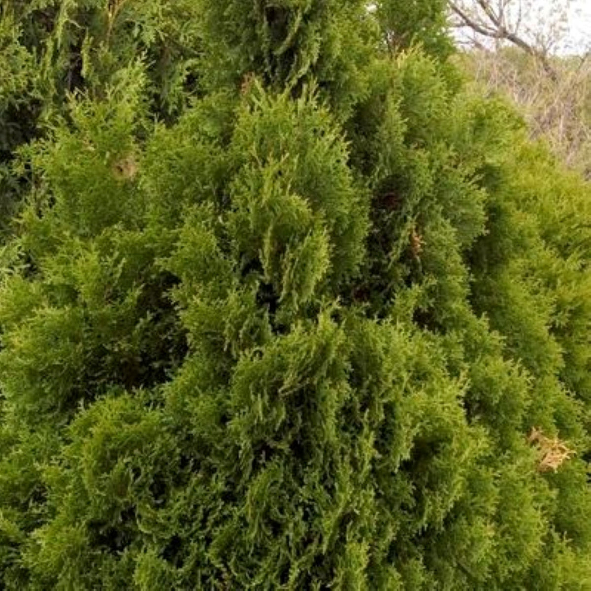#15 arborvitae holmstrup – Baker Garden and Gift