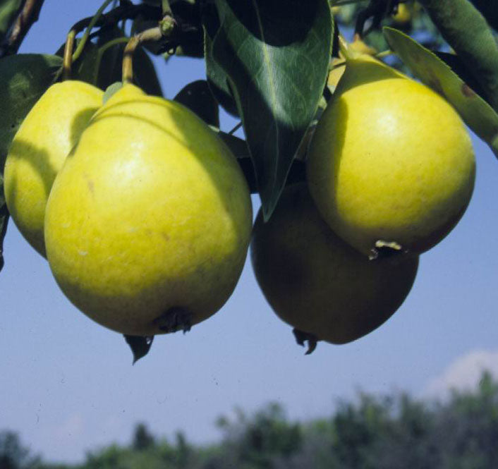Trees – Baker Garden and Gift