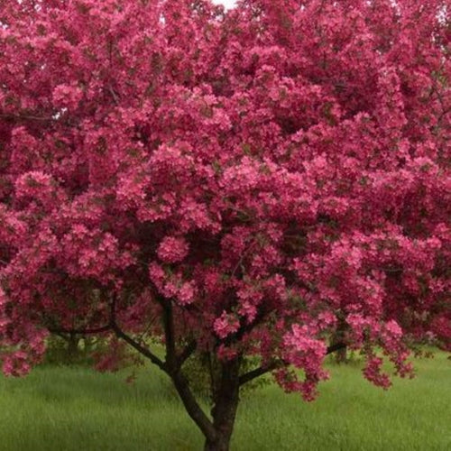 Prairie Fire Crabapple Fall Color