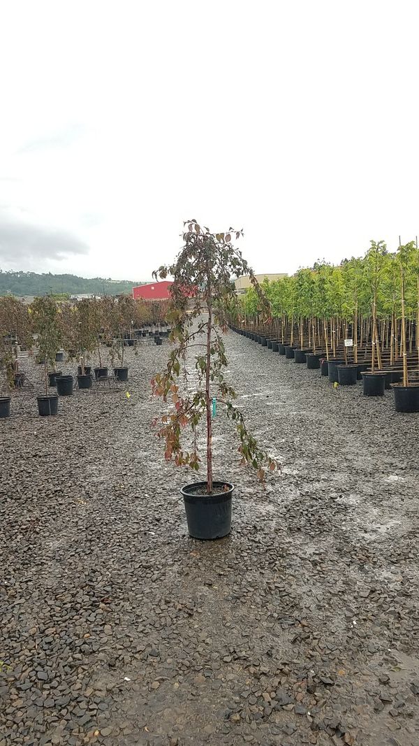 crabapple ruby tears 20 gallon pot – Baker Garden and Gift