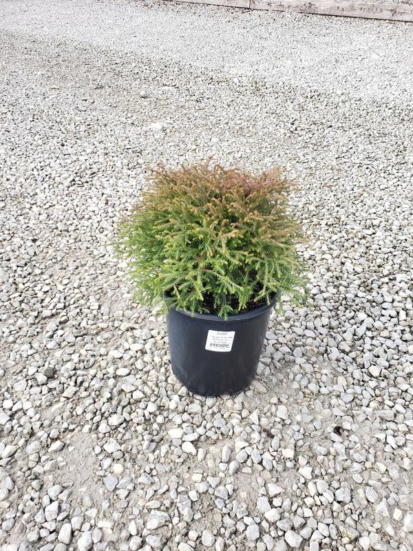 #2 arborvitae mr. bowling ball – Baker Garden and Gift
