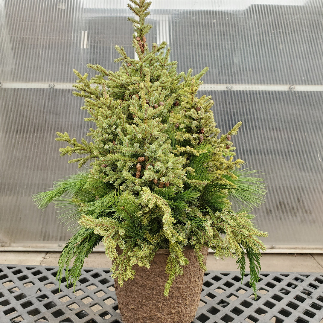 Spruce Tips Decorating Ideas