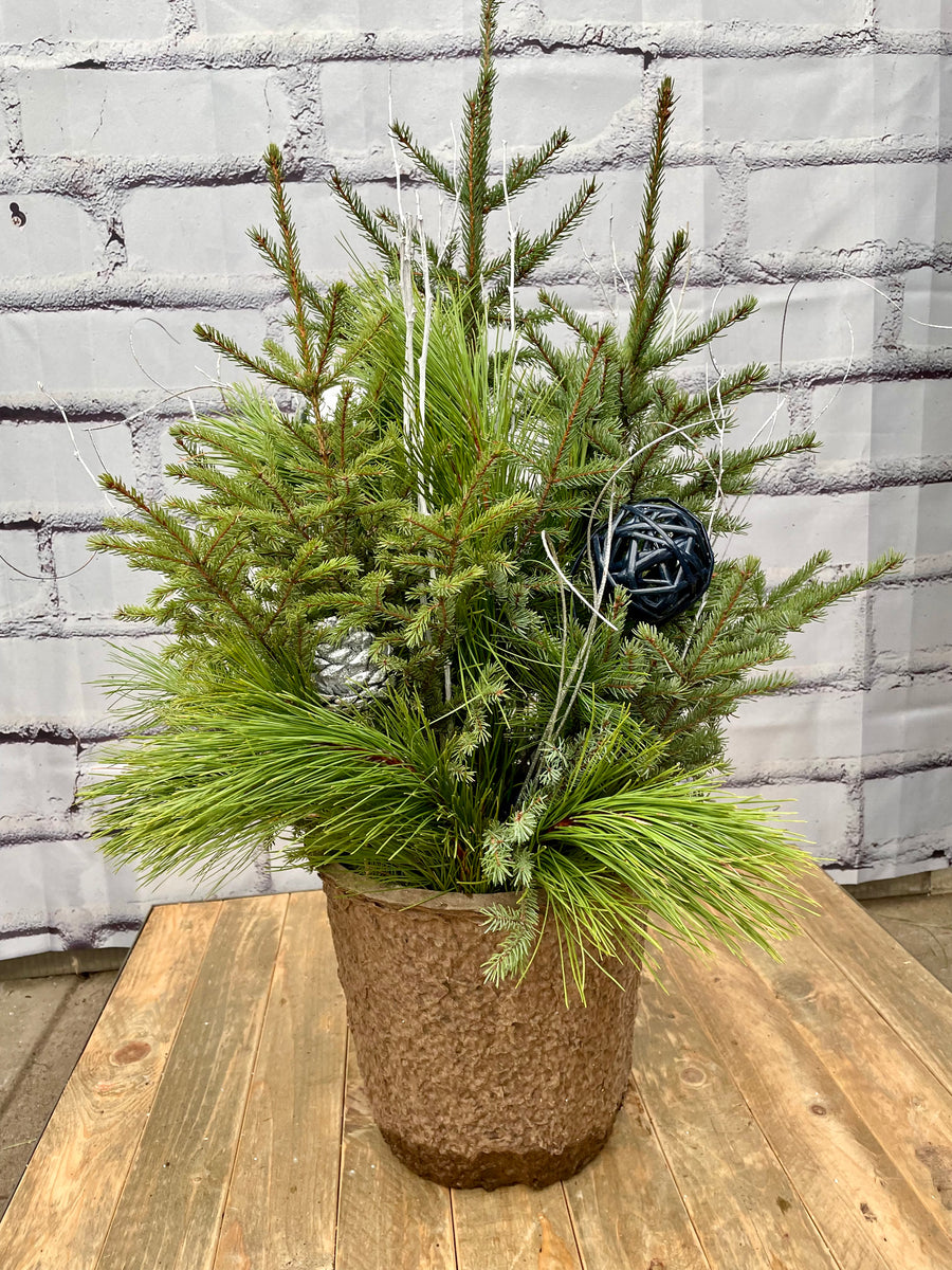 10" spruce top pot - winter wonderland – Baker Garden and Gift