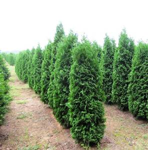 #20 5' arborvitae pyramidal – Baker Garden and Gift