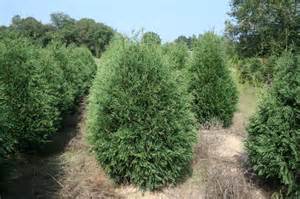 #20 3' arborvitae techny – Baker Garden and Gift