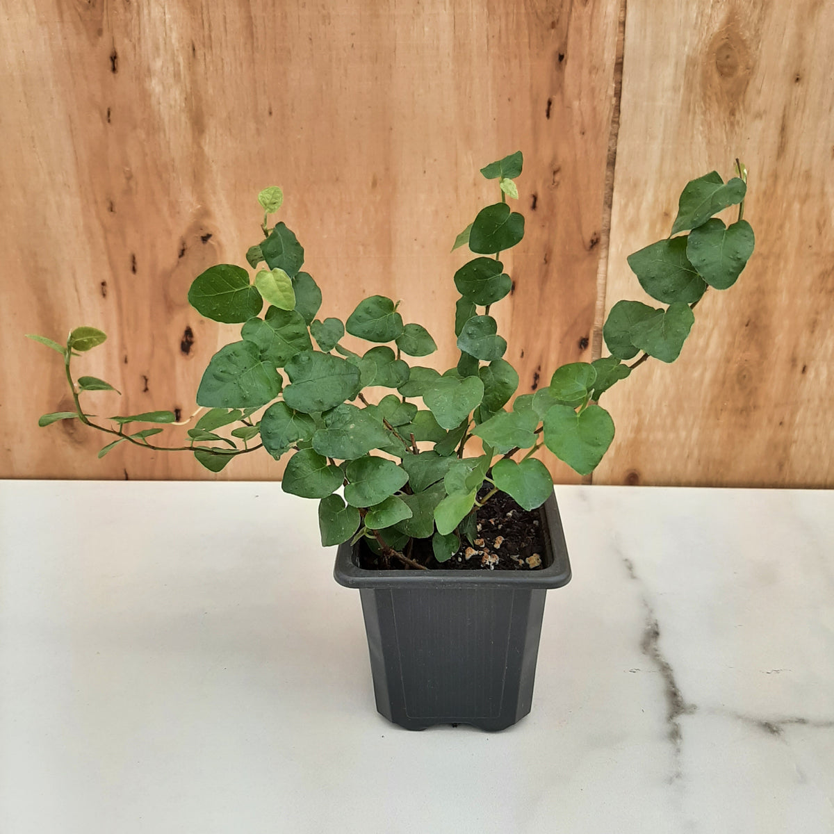 3" ficus repens green – Baker Garden and Gift