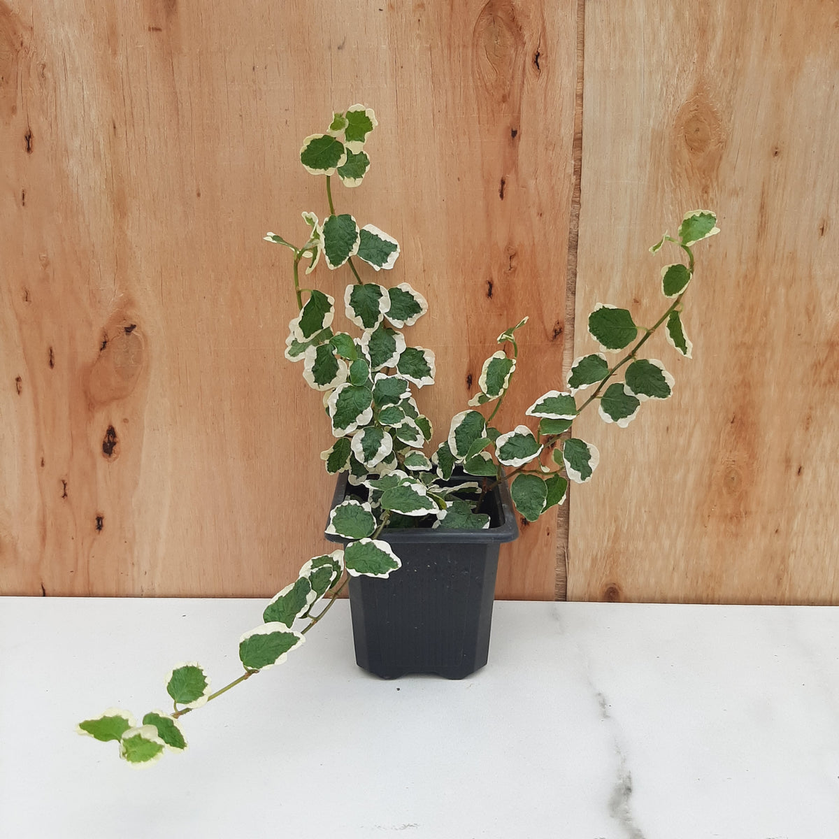 3" ficus repens variegated – Baker Garden and Gift