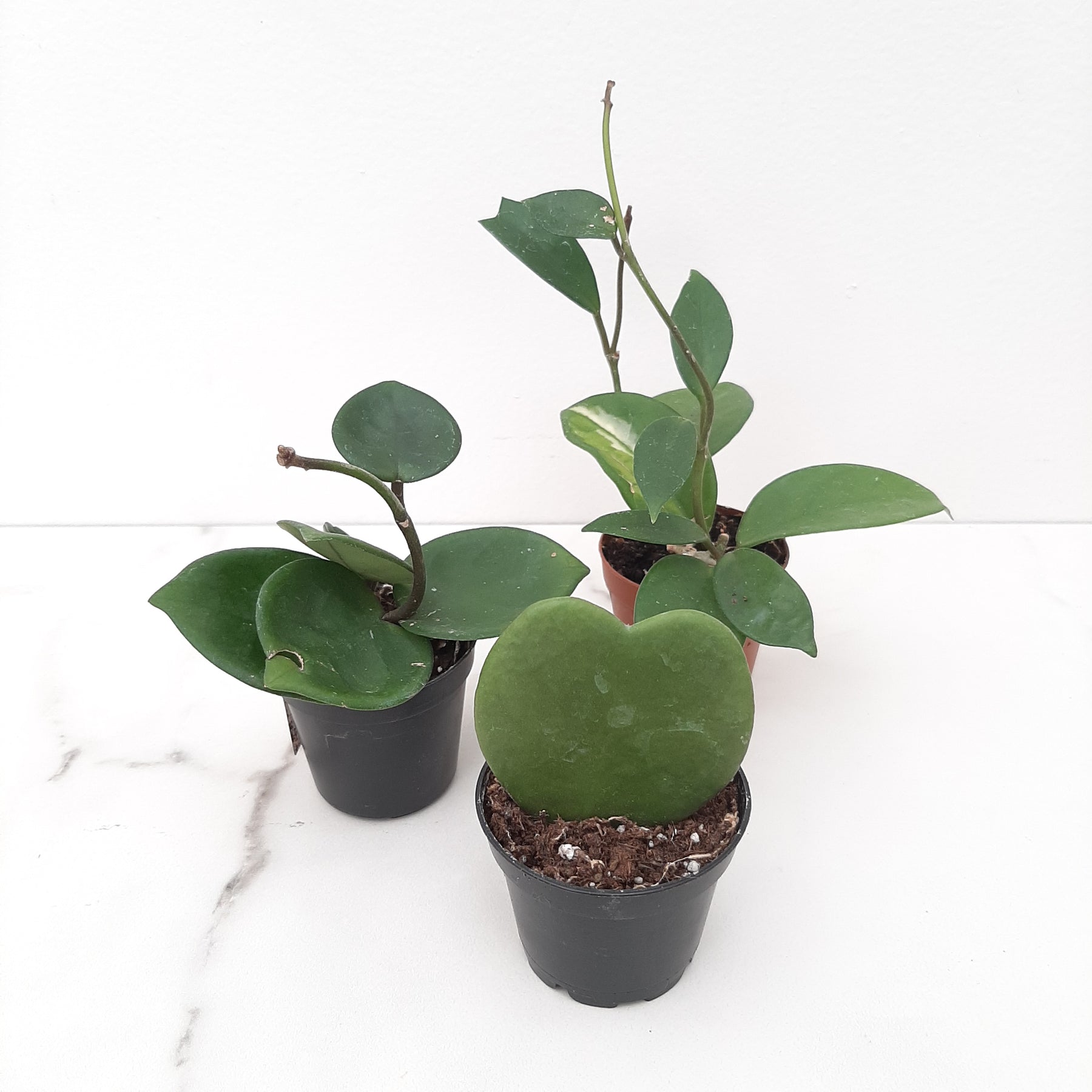 2" hoya asst – Baker Garden and Gift