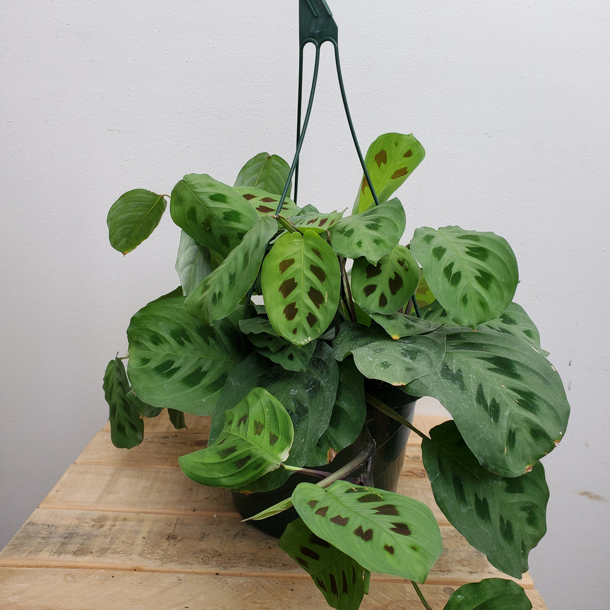8" maranta hanging basket – Baker Garden and Gift