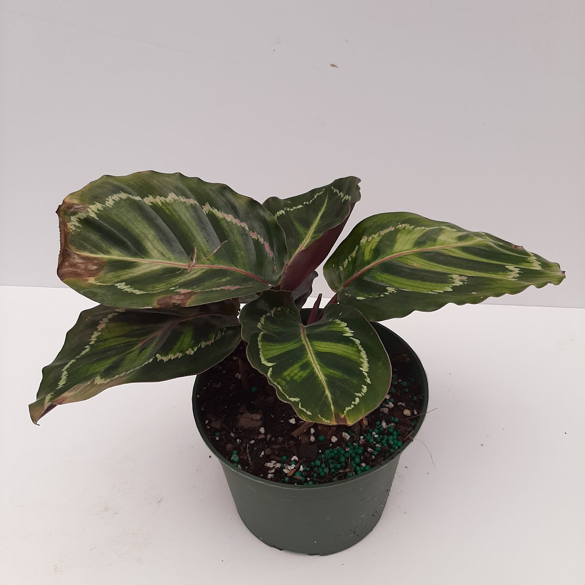 6" calathea roseo picta – Baker Garden and Gift