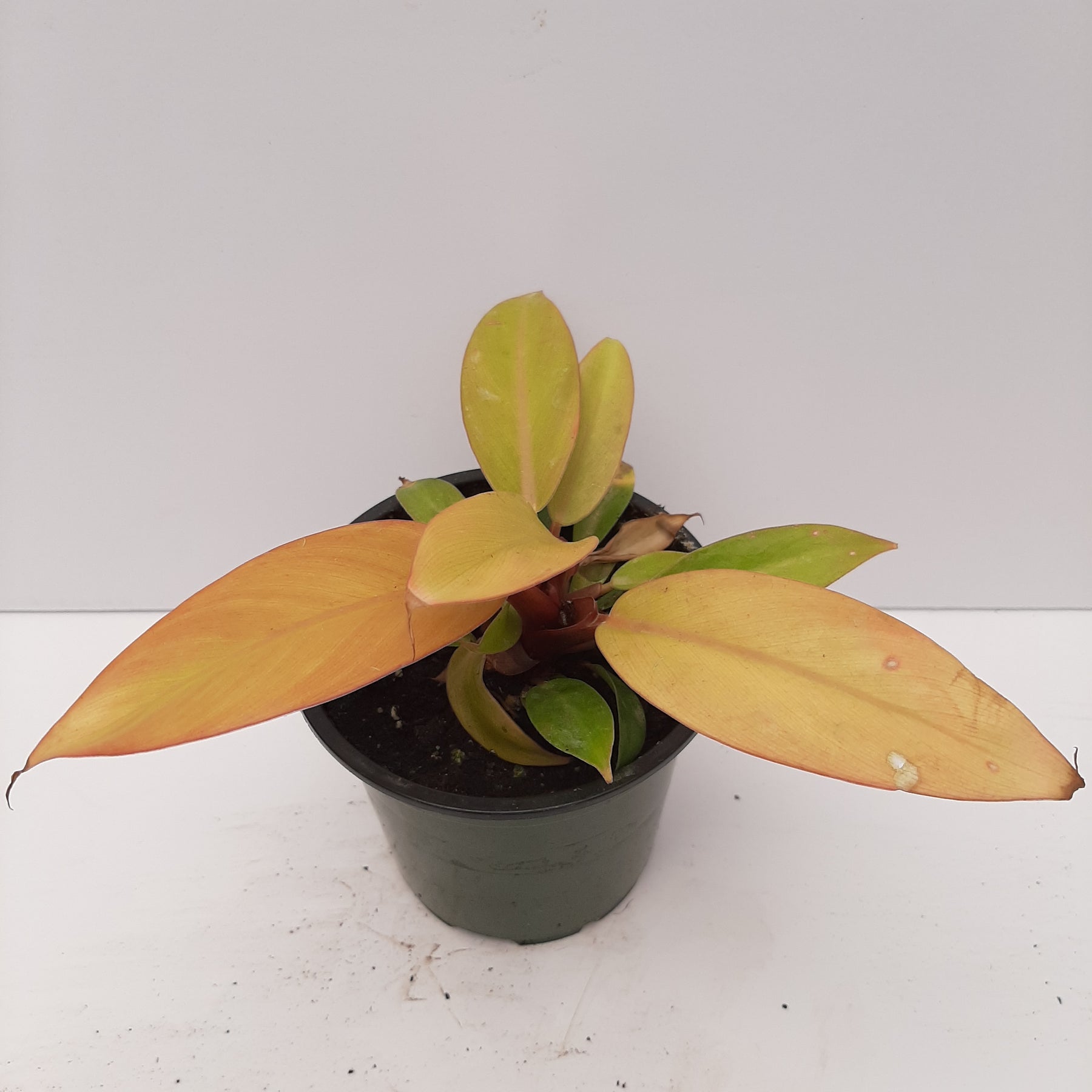 Baker Garden and Gift