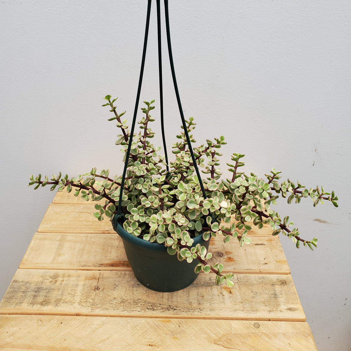 6" succulent hb asst. – Baker Garden and Gift