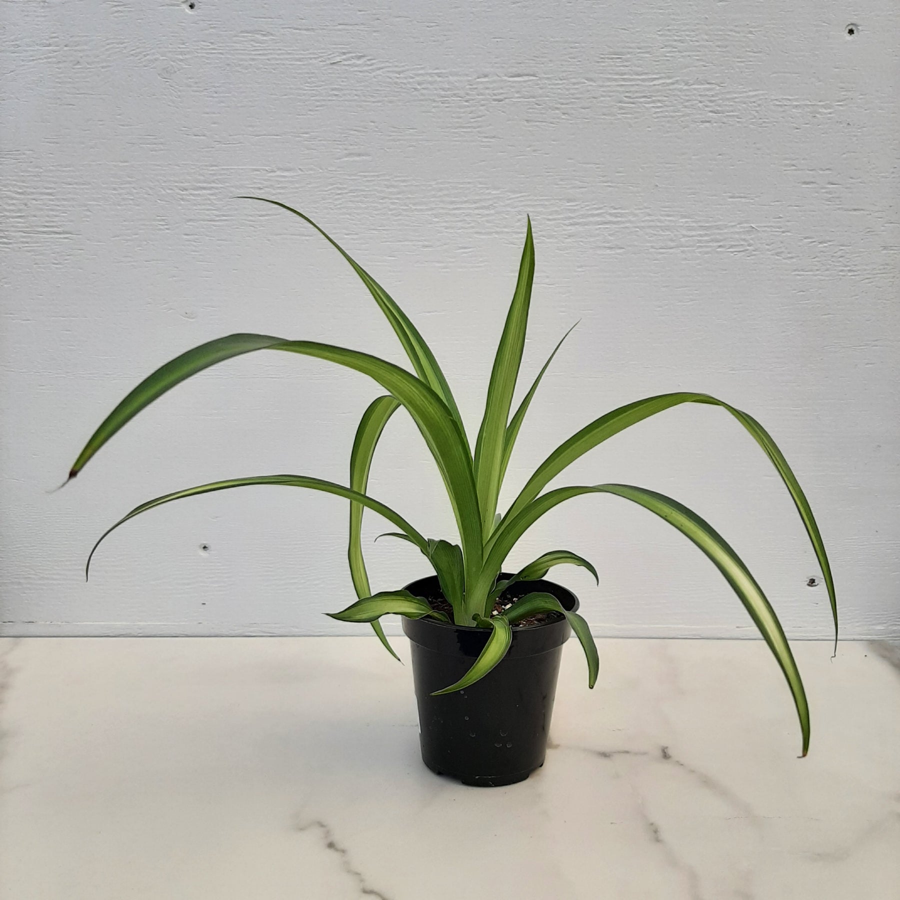 4" hawaiian spider plant – Baker Garden and Gift