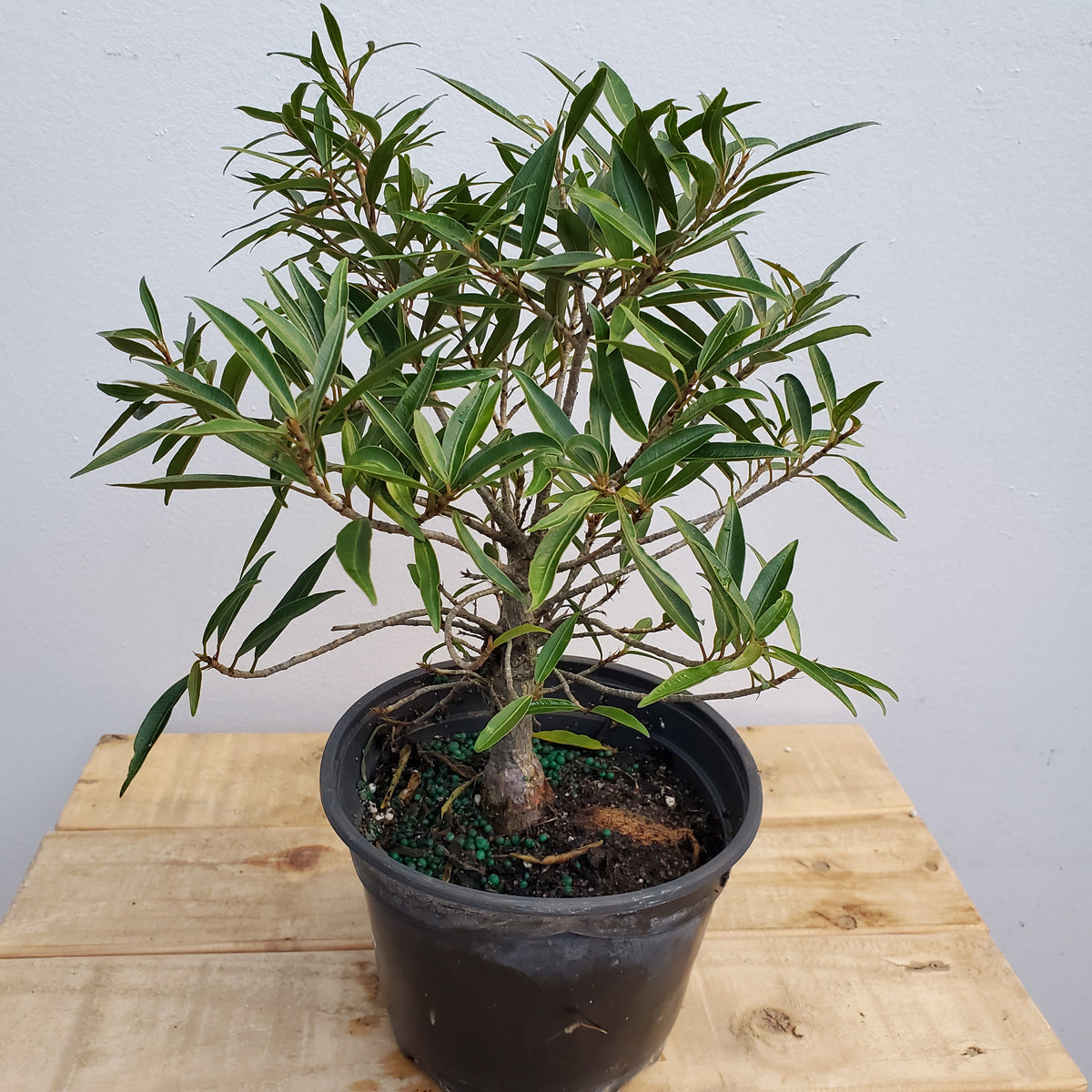 6" ficus nerifolia – Baker Garden and Gift