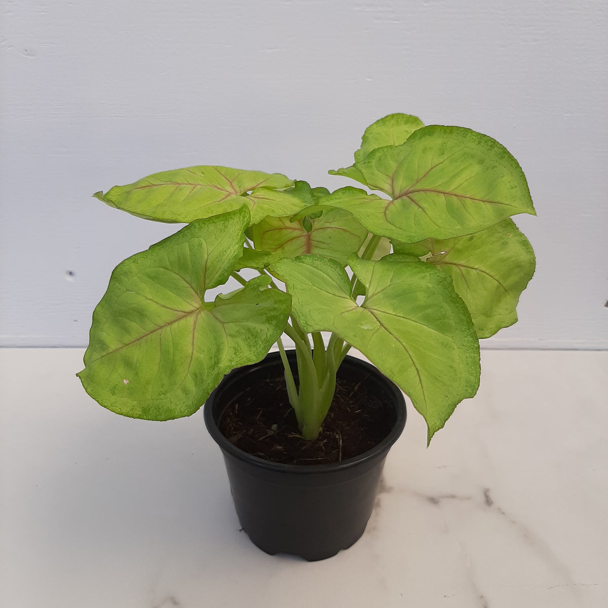 4" NEPHTHYTIS BUTTERFLY – Baker Garden and Gift