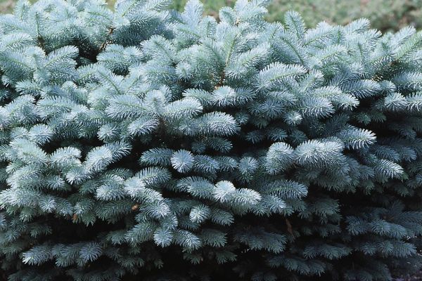 #7 globe blue spruce – Baker Garden and Gift