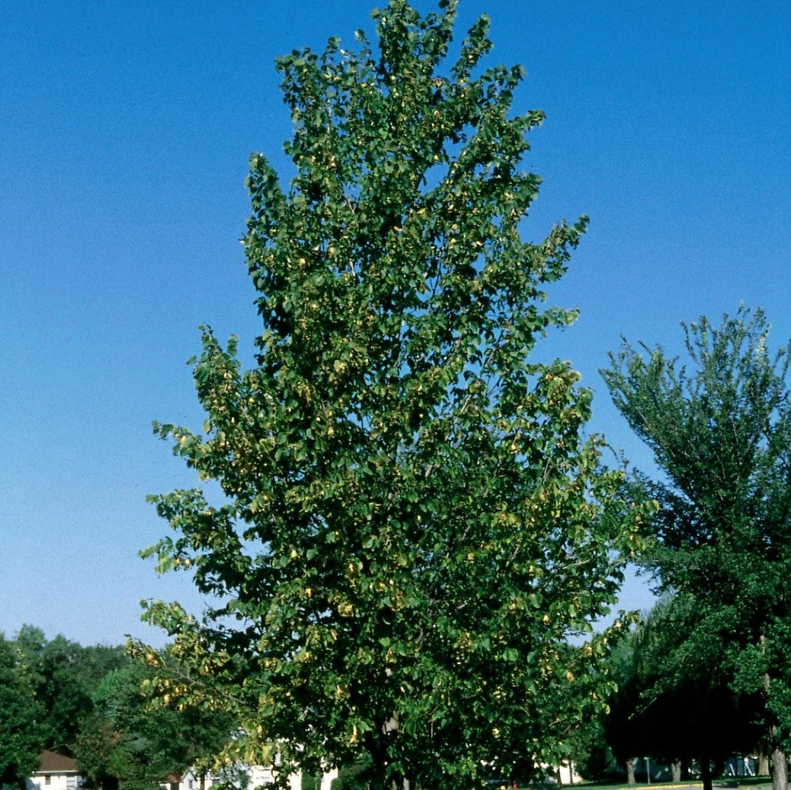 Trees – Baker Garden and Gift