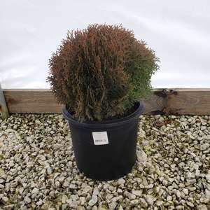 #5 arborvitae hetz midget – Baker Garden and Gift