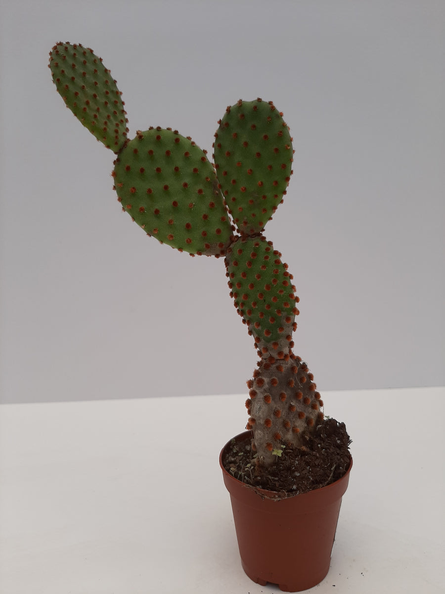 2" cactus mickey mouse – Baker Garden and Gift