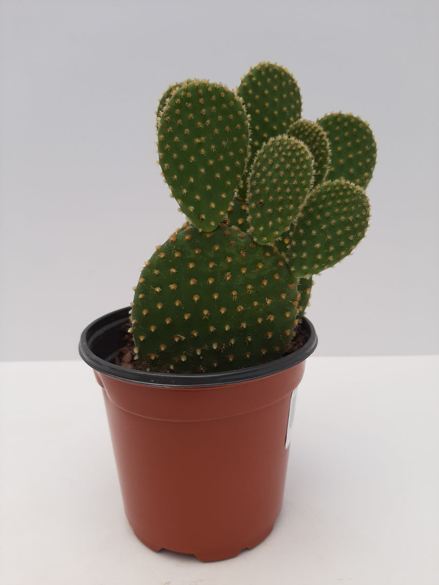 4" cactus mickey mouse – Baker Garden and Gift