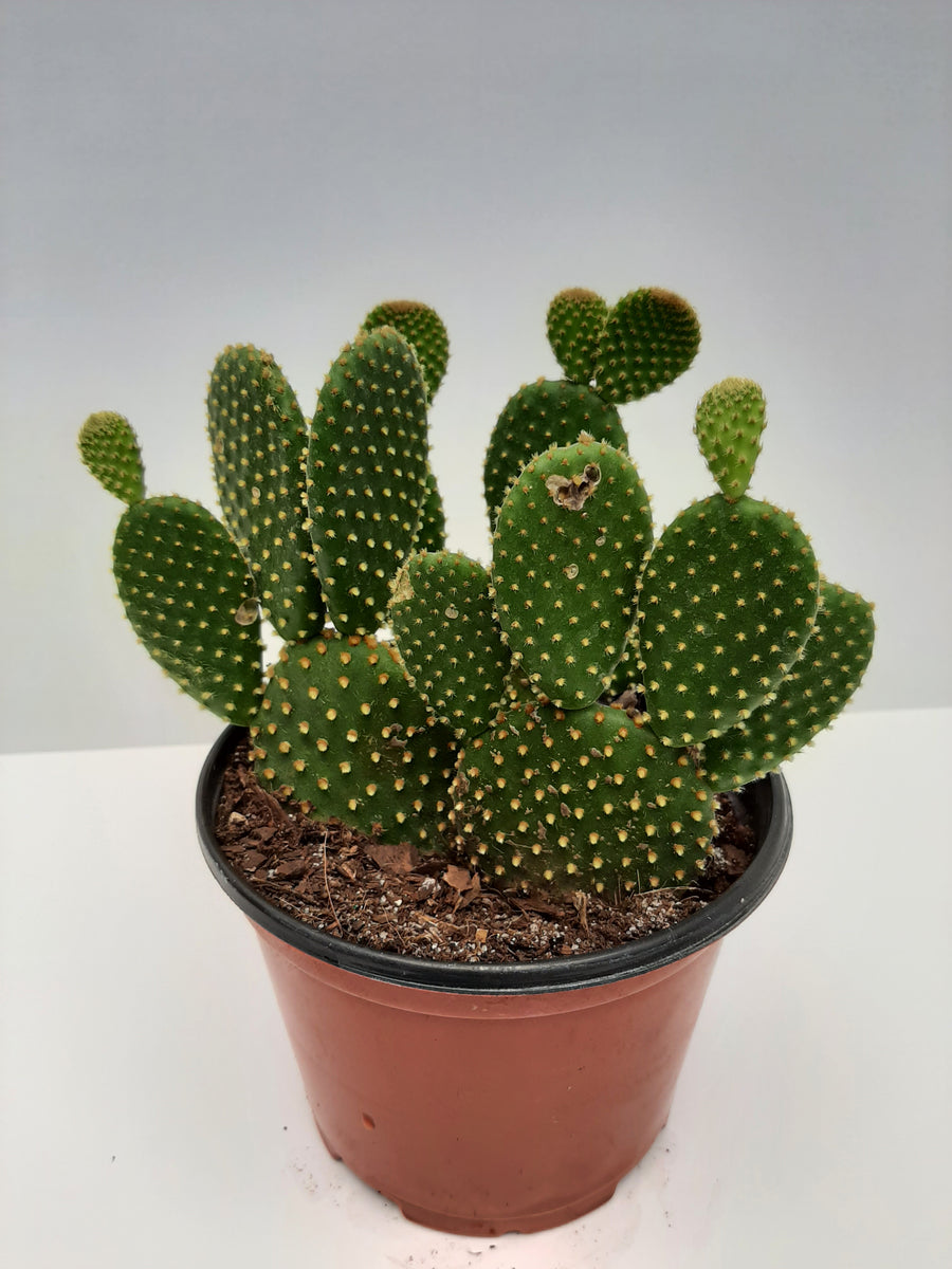 6" cactus mickey mouse – Baker Garden and Gift