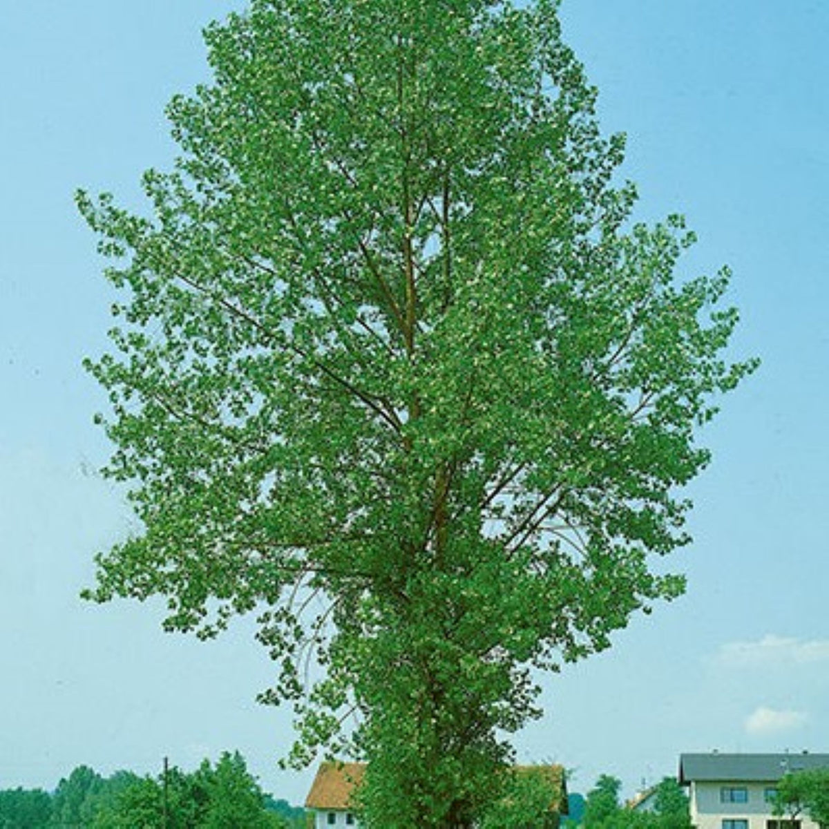 poplar robusta 6' – Baker Garden and Gift